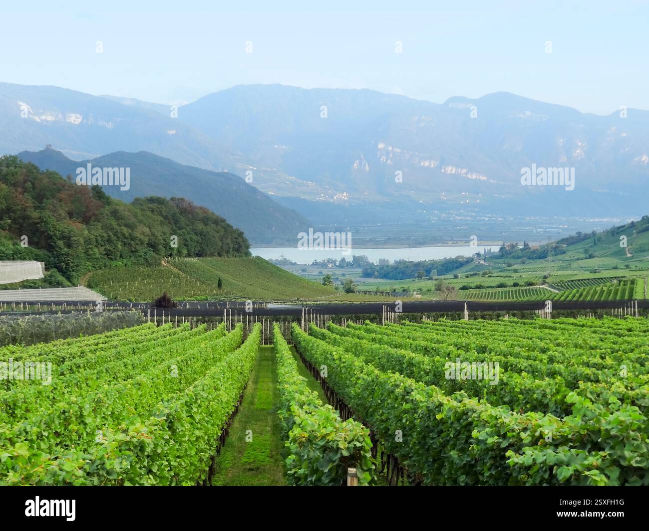 Vineyard in the Autonomous Province of Bolzano – South Tyrol, an ...