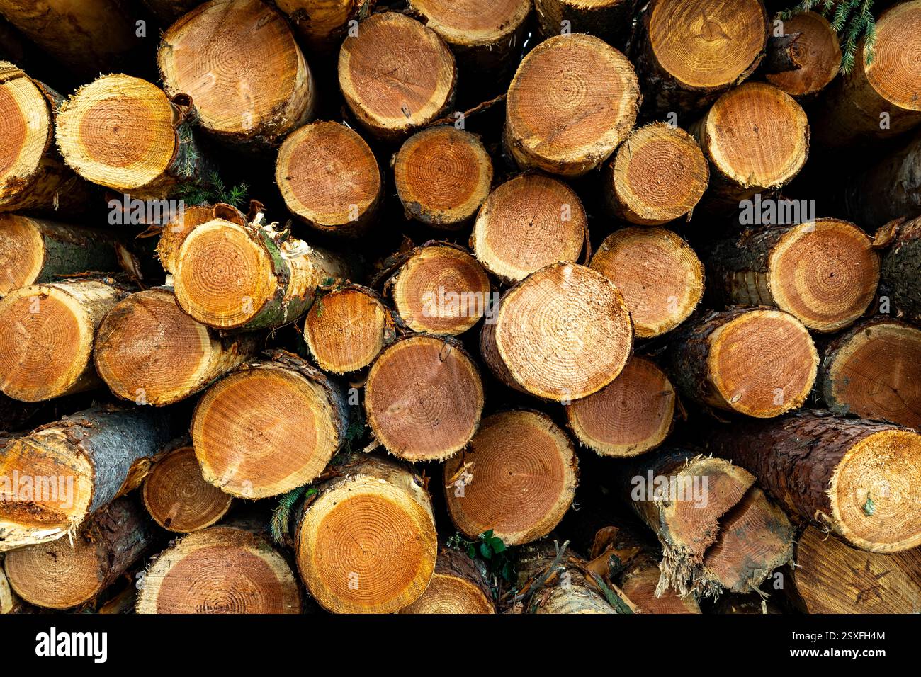 Stack of many sawn logs of pine trees Stock Photo - Alamy