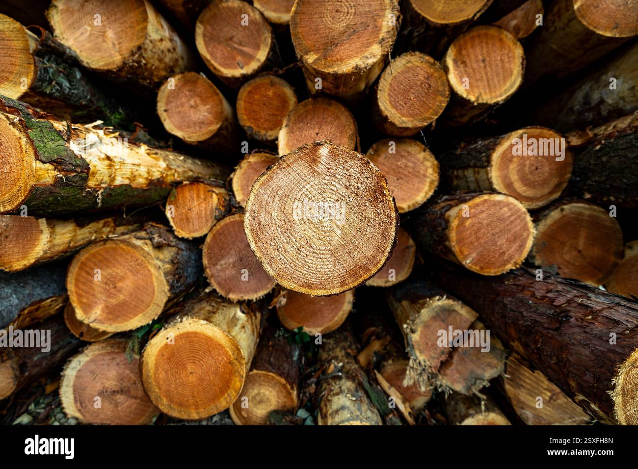 Stack of many sawn logs of pine trees Stock Photo - Alamy