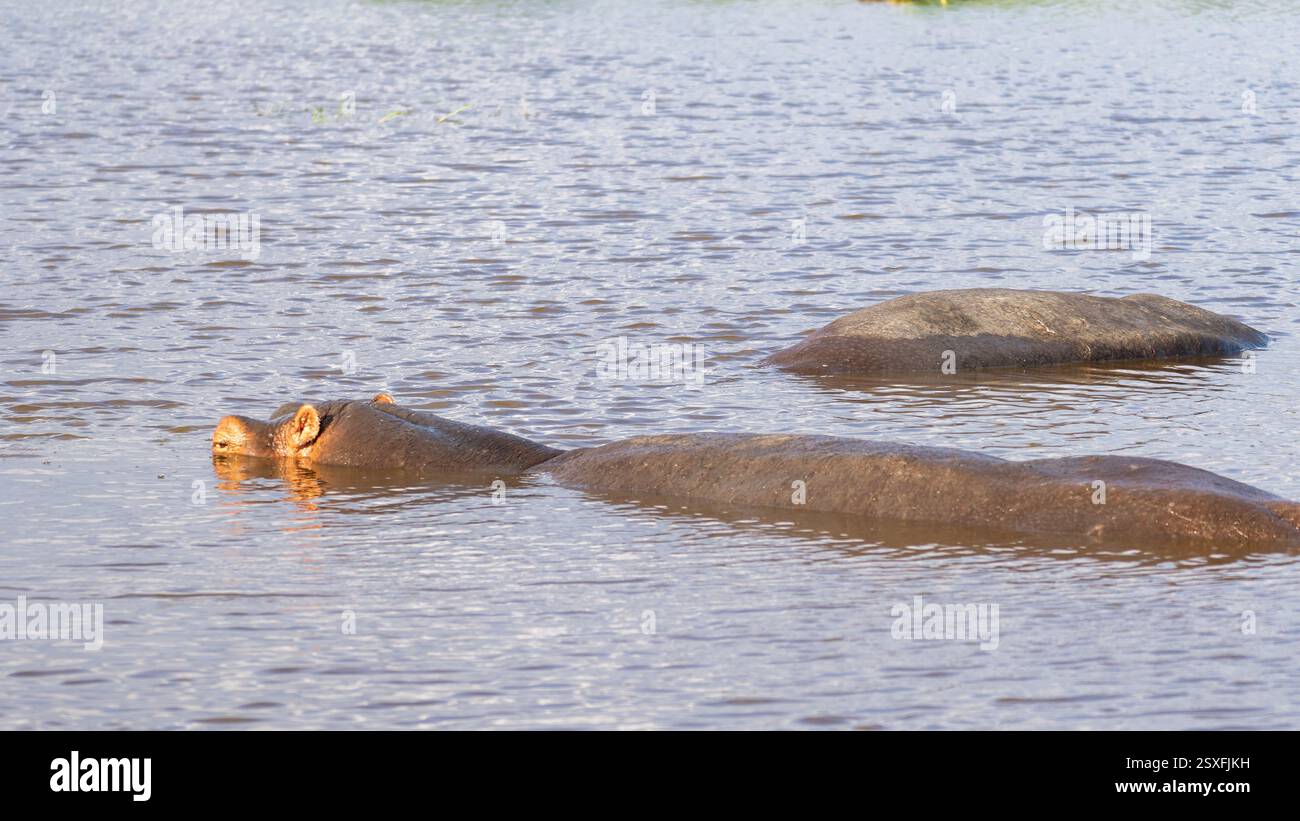 In the serene and tranquil waters, two hippos gracefully surface ...