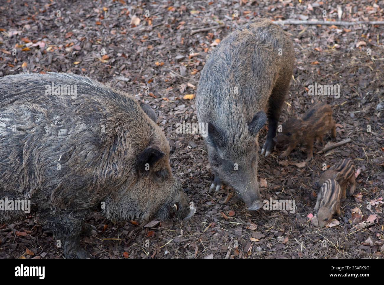Parents watching baby on floor hi-res stock photography and images - Alamy