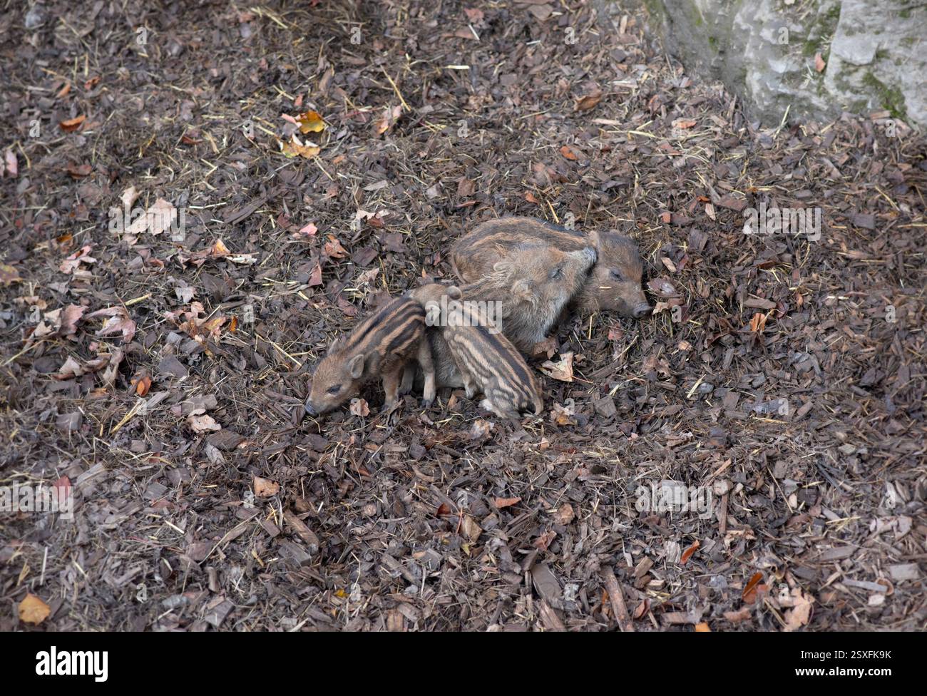 Four wild boar piglets—two older and two younger, born later—are curled ...