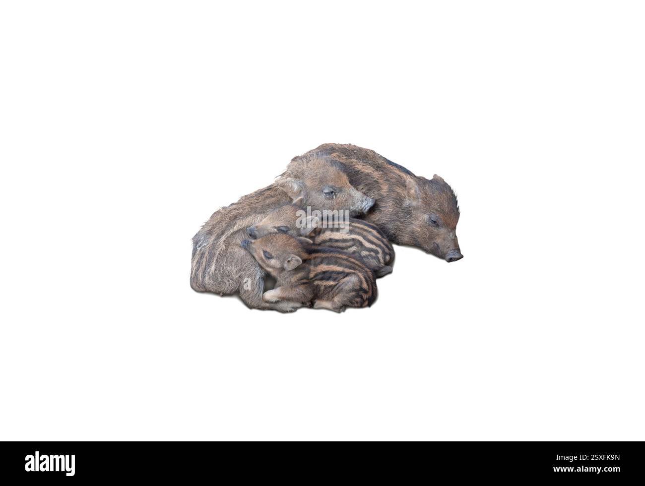 Four wild boar piglets—two older and two younger, born later—are curled ...