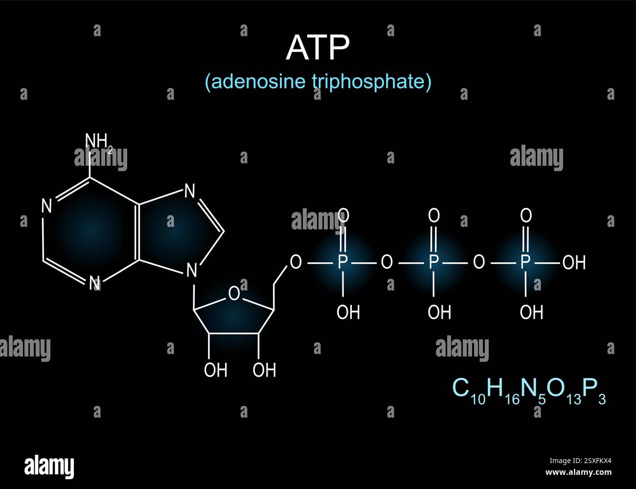 Atp Molecule Molecular Chemical Structural Formula And Model Of