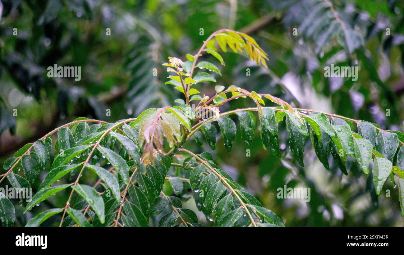 Curry tree (Bergera koenigii, Murraya koenigii, sweet neem, curry ...