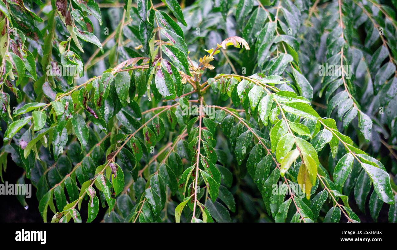 Curry tree (Bergera koenigii, Murraya koenigii, sweet neem, curry ...