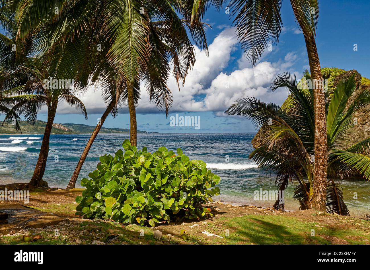 Atlantic Ocean, view from shore, sea grape shrub, green leaves, red ...