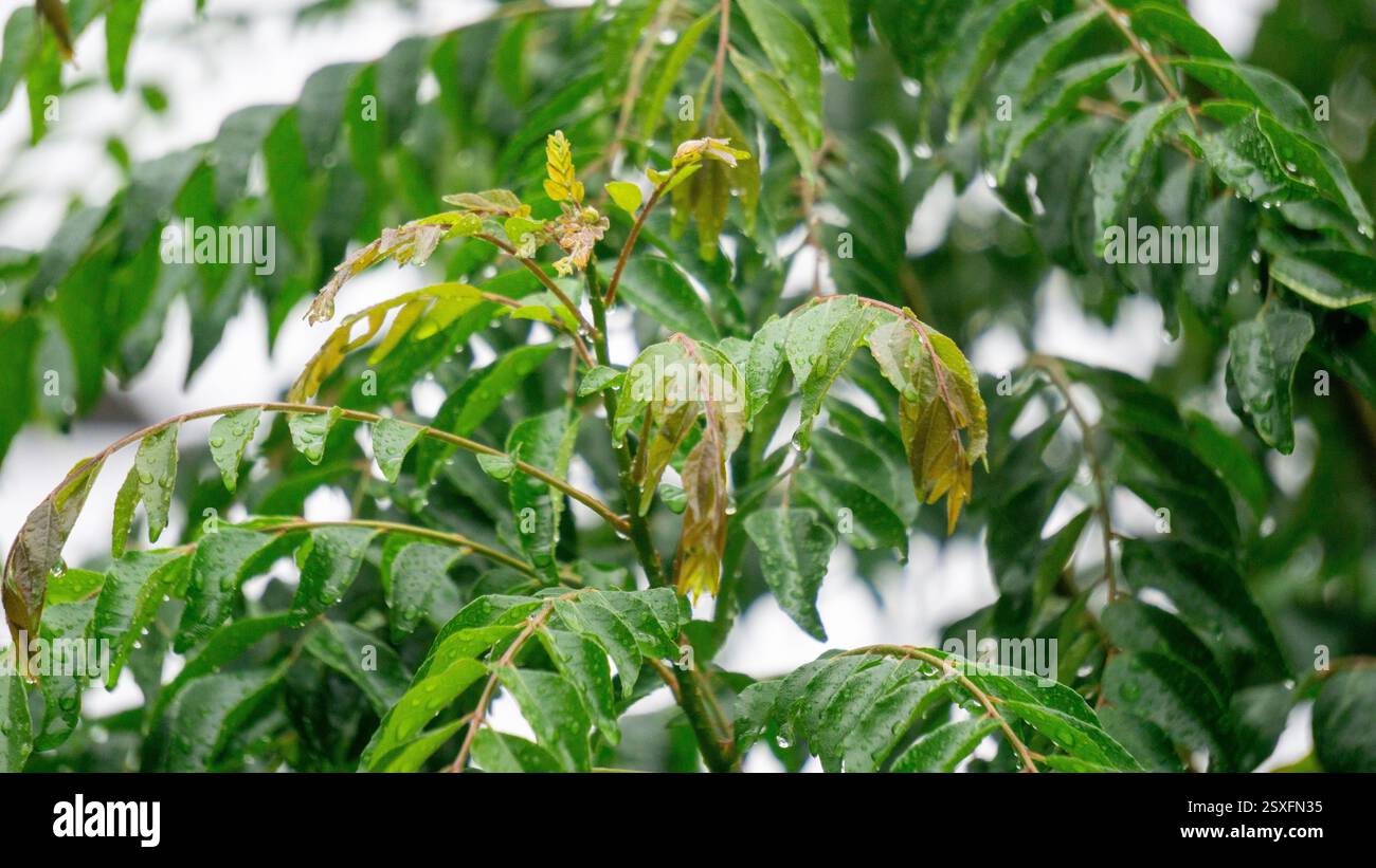 Curry tree (Bergera koenigii, Murraya koenigii, sweet neem, curry ...