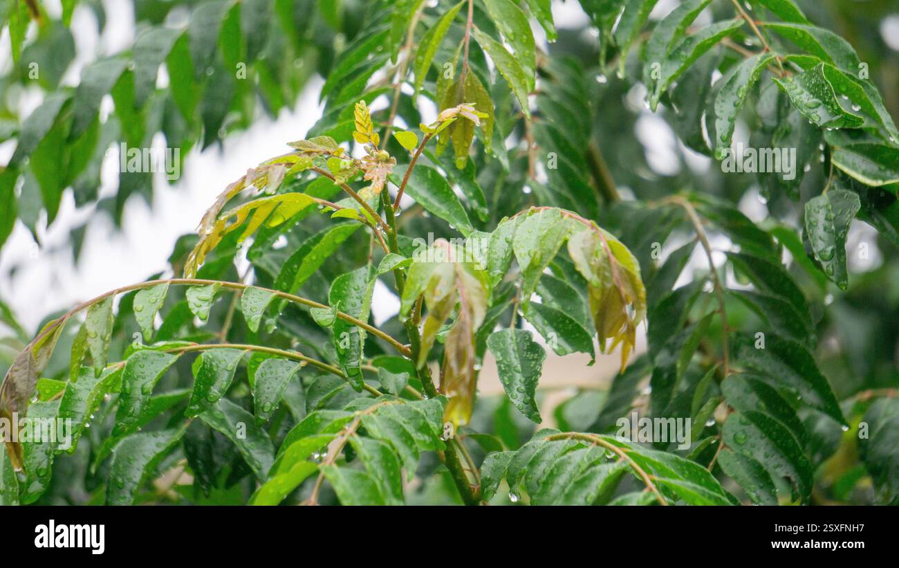 Curry tree (Bergera koenigii, Murraya koenigii, sweet neem, curry ...