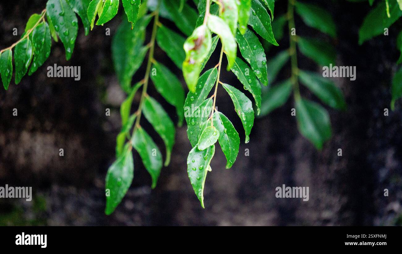 Curry tree (Bergera koenigii, Murraya koenigii, sweet neem, curry ...