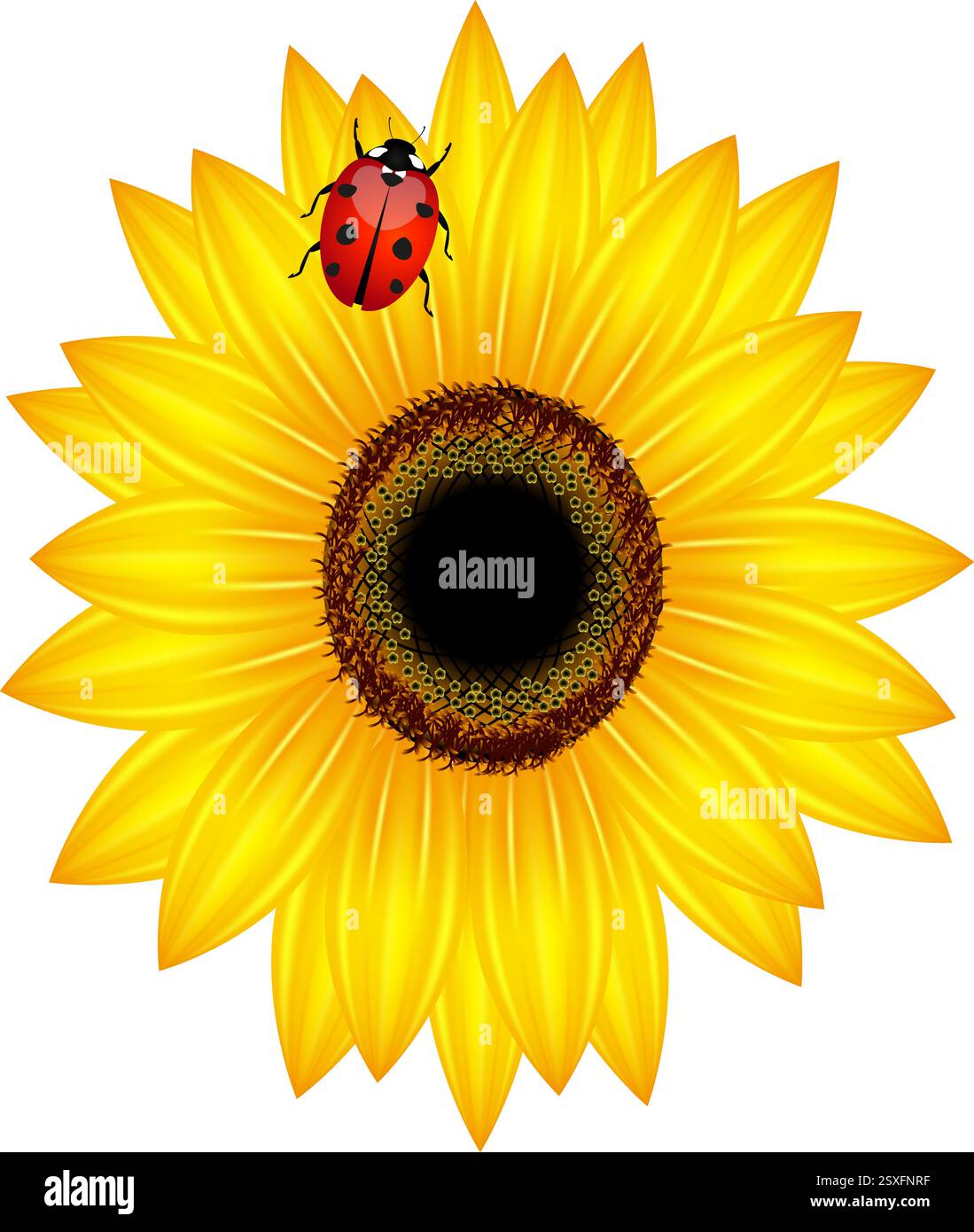 Sunflower and ladybird on white background Stock Vector Image & Art - Alamy