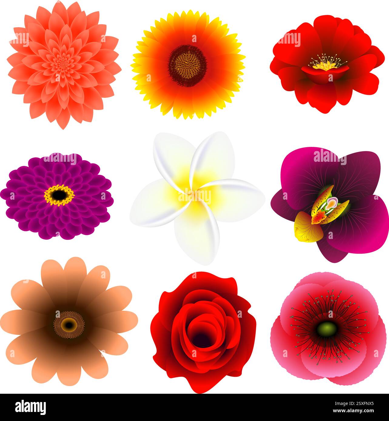 Pink poppy on background Stock Vector Images - Alamy