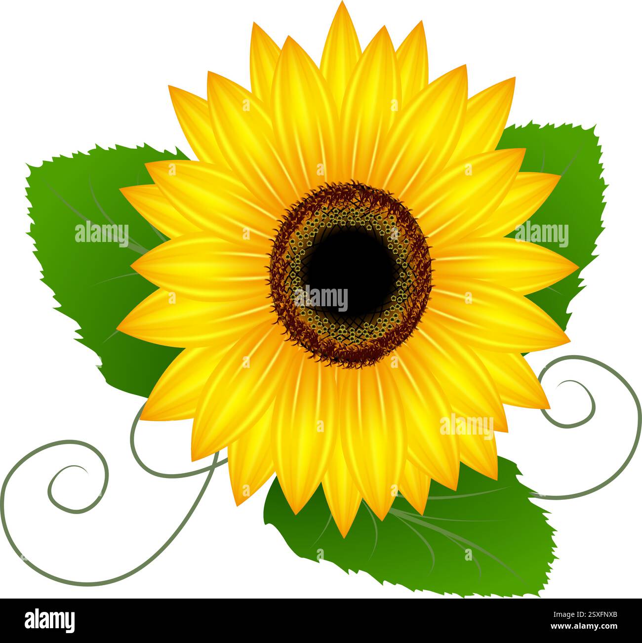 Sunflower with leaves Stock Vector Image & Art - Alamy