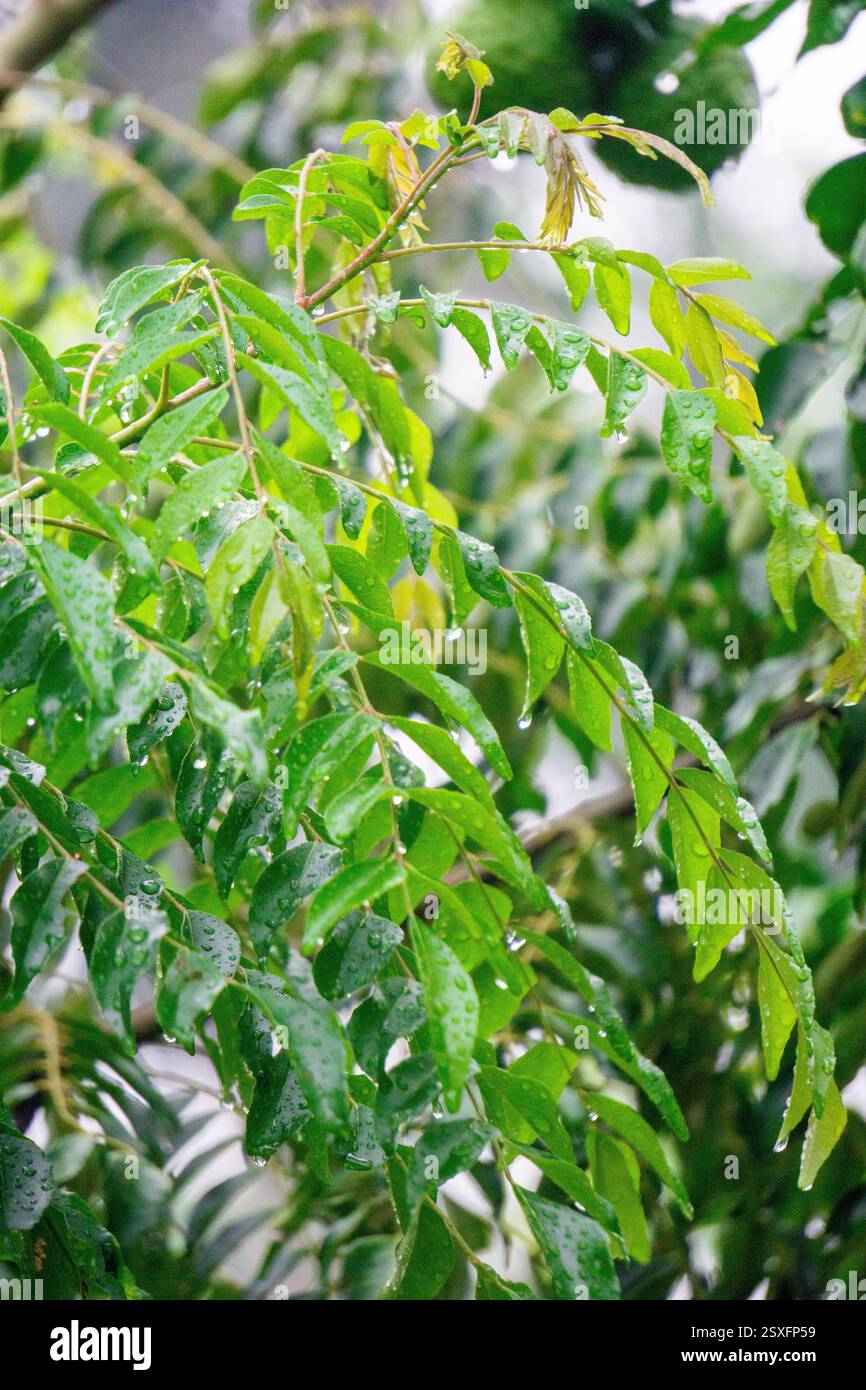 Curry tree (Bergera koenigii, Murraya koenigii, sweet neem, curry ...