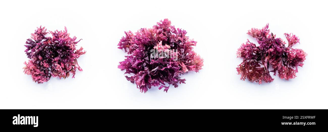 Irish sea moss, Chondrus crispus, edible seaweed, purple, isolated on a ...