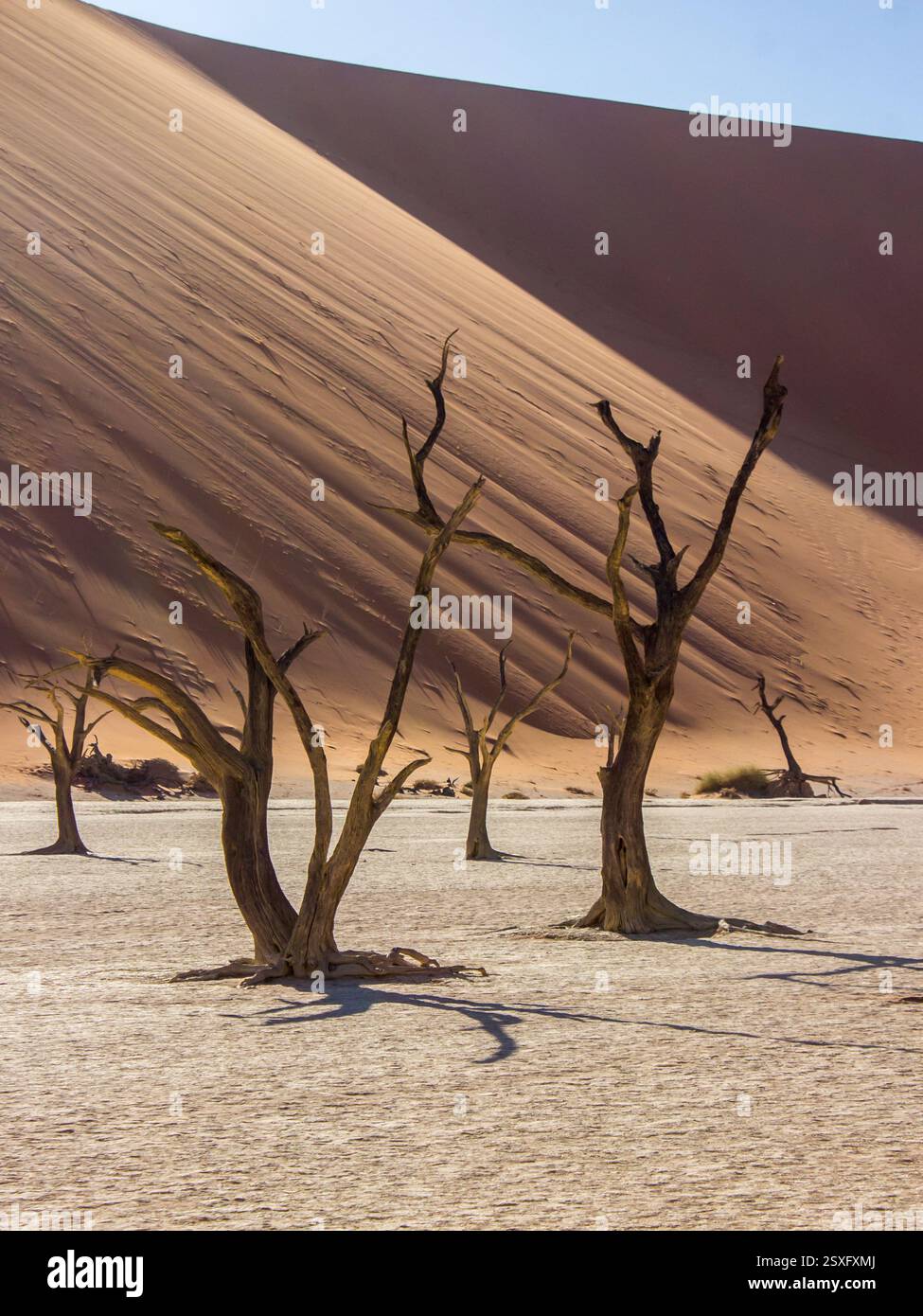 A skeletal dead tree in barren dried up white clay pan of Dooievlei in ...