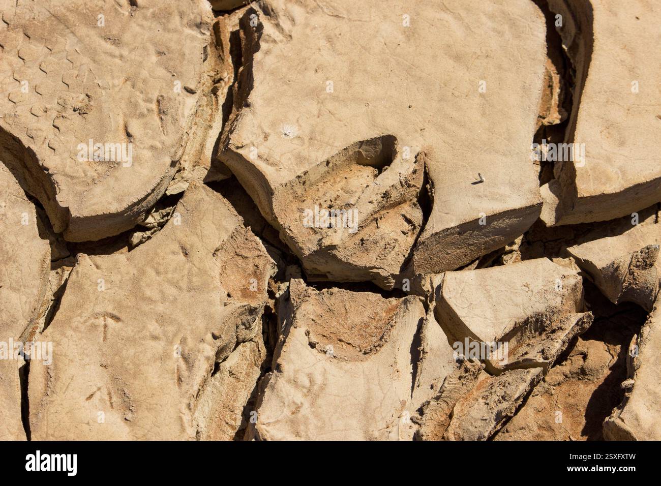 Antelope spoor in the dried cracked clay surrounding at the oasis of ...