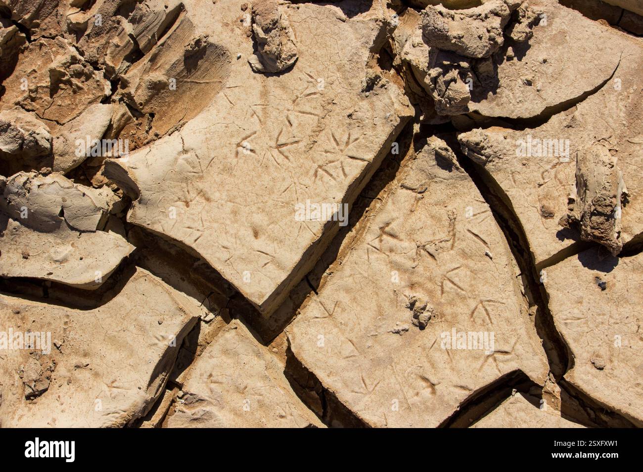 Multiple small shallow bird tracks in the dried and cracked clay at the ...