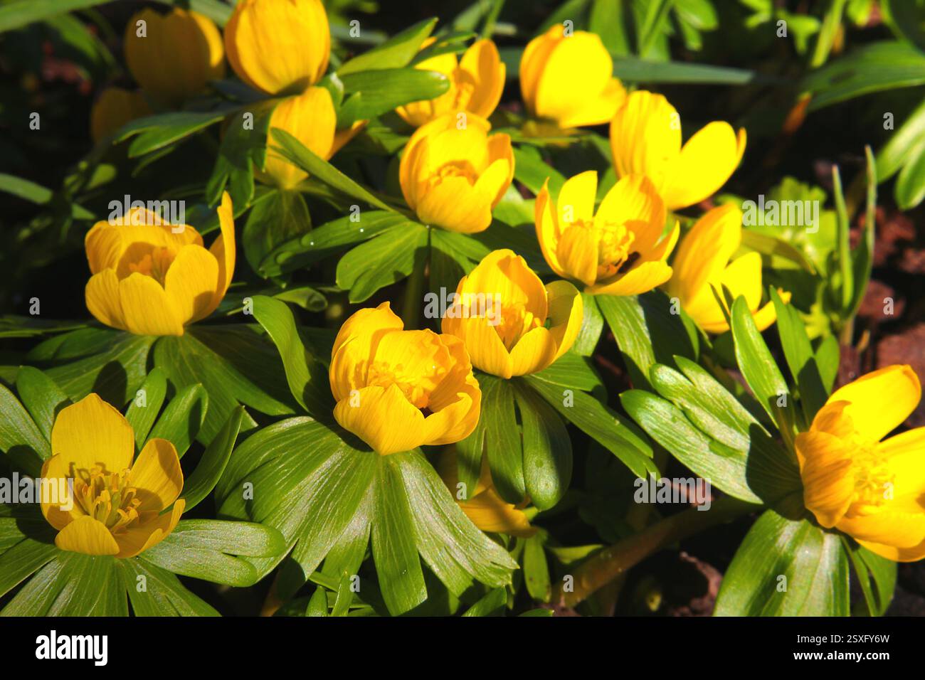 Winter aconite (Eranthis hyemalis) one of the first garden flowers in ...