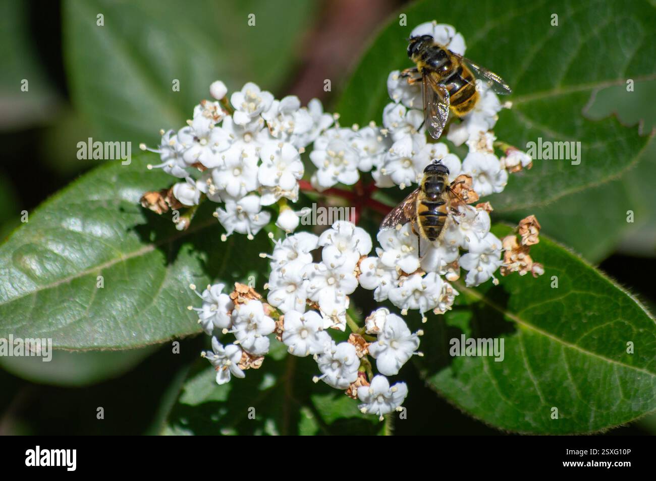 Bees on Durillo flowers in the garden Stock Photo - Alamy