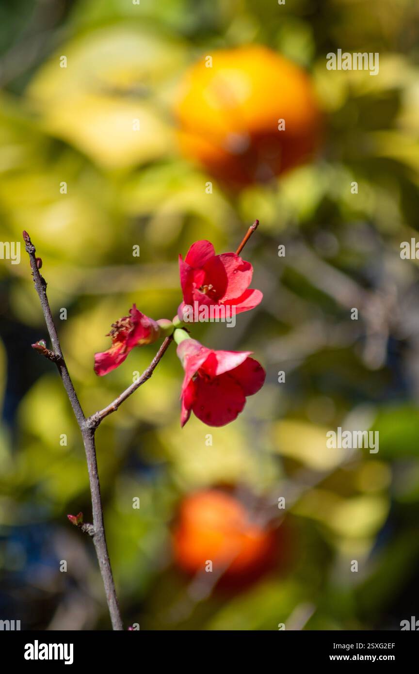 Red flowers of the Japanese quince tree in the Carmen de los Martíres ...