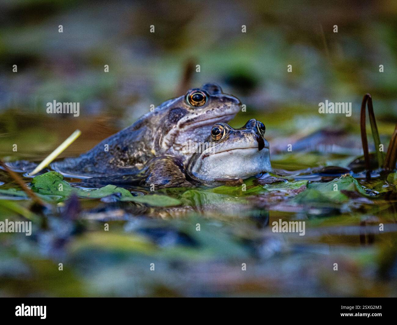 Aberystwyth, Ceredigion, Wales, UK. 22nd Feb, 2025. Spring has started ...