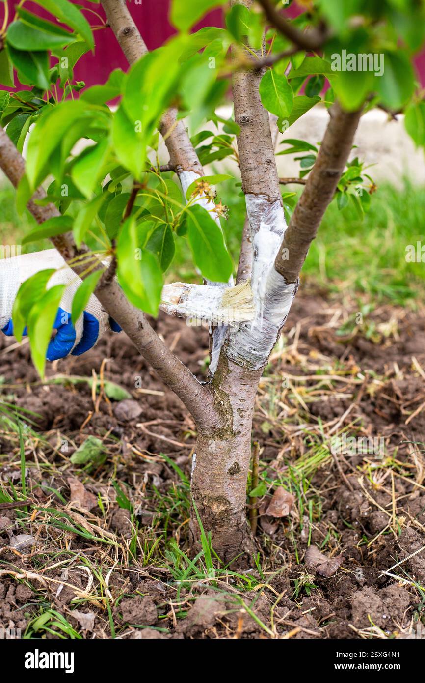 Lime treatment bark fruit tree hi-res stock photography and images - Alamy