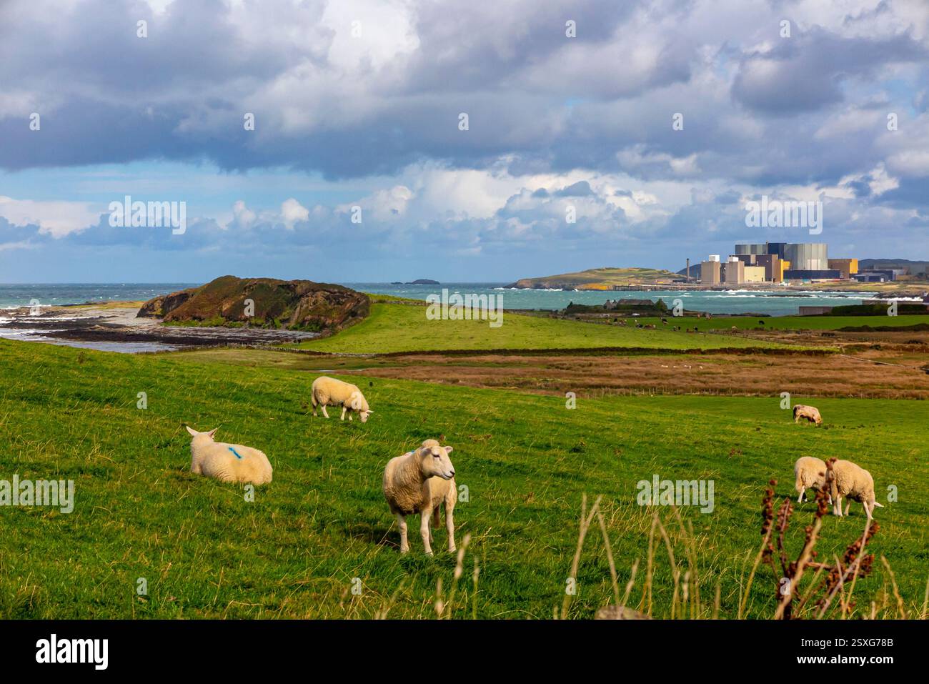 Sheep grazing near Wylfa nuclear power station a decommissioned Magnox ...
