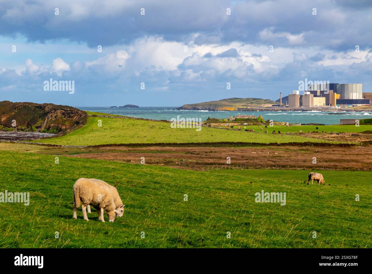 Sheep grazing near Wylfa nuclear power station a decommissioned Magnox ...