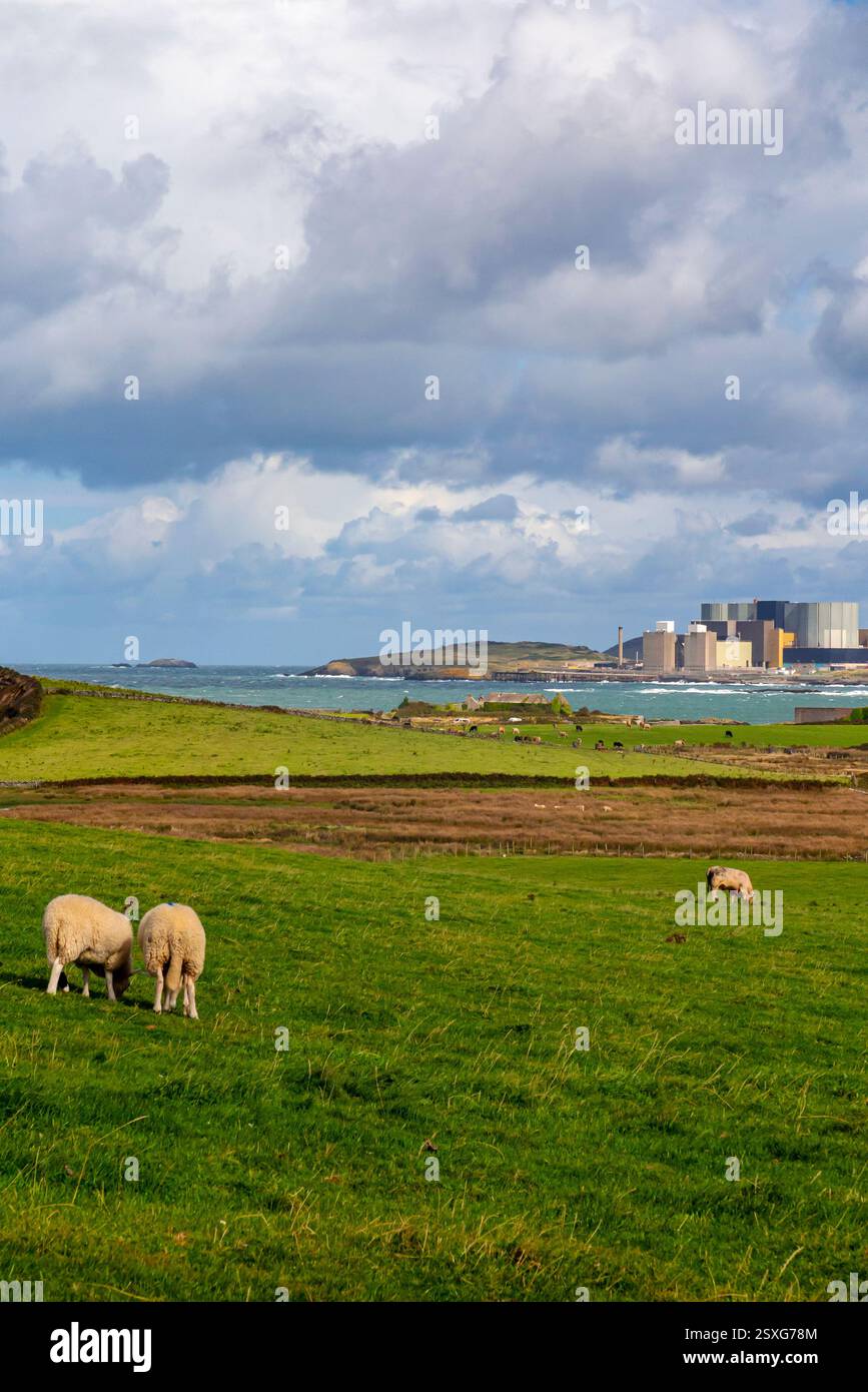 Sheep grazing near Wylfa nuclear power station a decommissioned Magnox ...