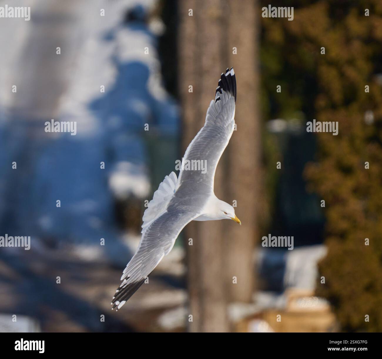 A seagull in mid-flight with wings spread wide against a blurred winter ...