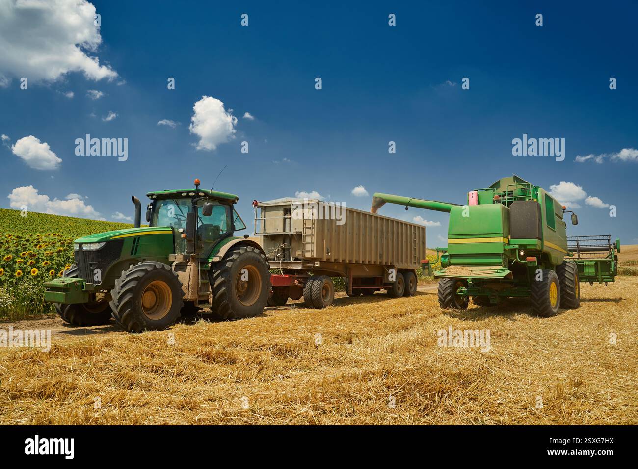 A combine harvester unloading grain into a tractor trailer during ...