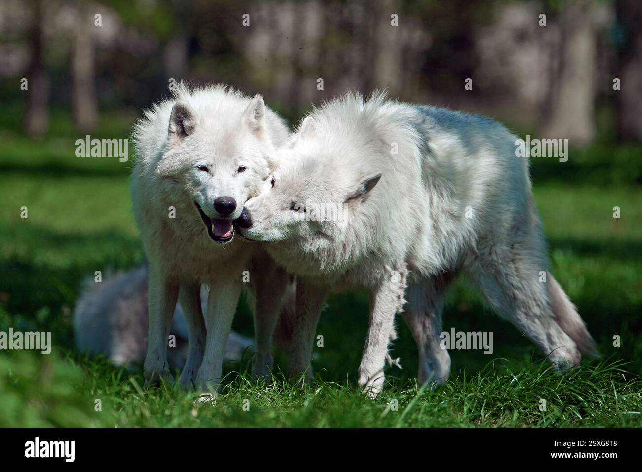 Arctic wolves hi-res stock photography and images - Alamy