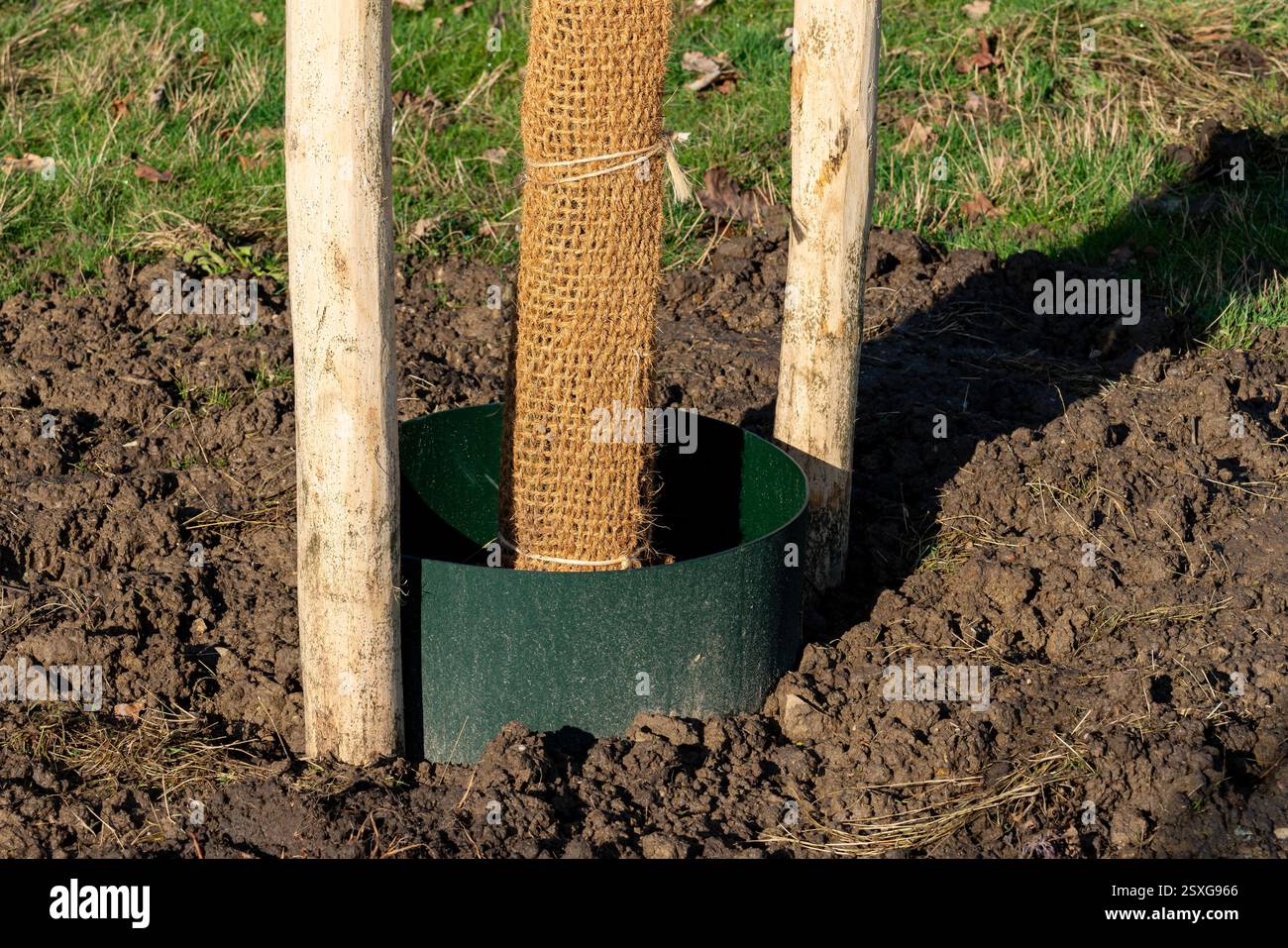 A young tree is being secured in freshly dug soil, surrounded by ...