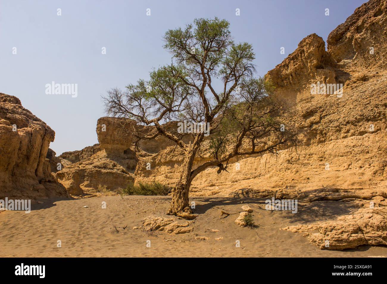 A single tree growing in the seemingly dry and barren lower sections of ...