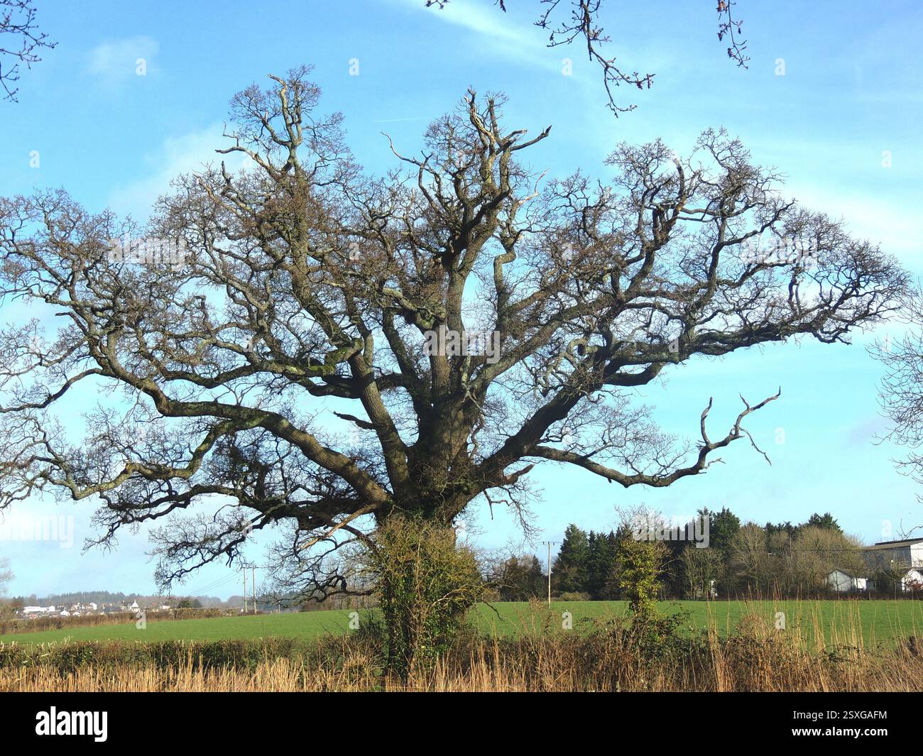 Oak tree in winter Stock Photo - Alamy