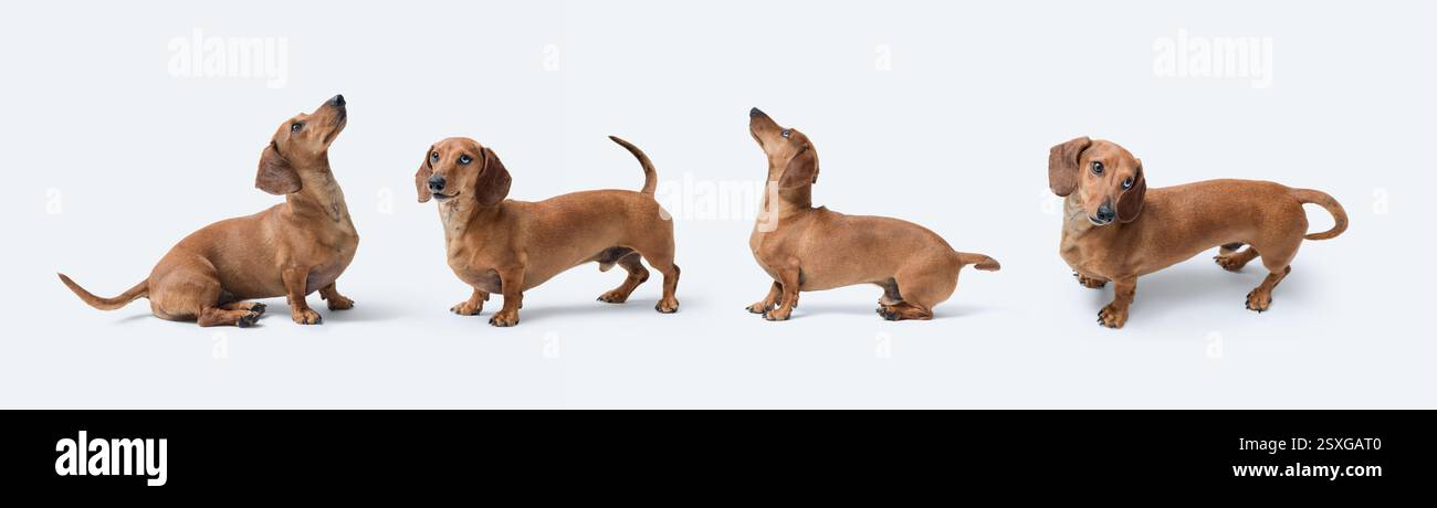 Set of Dachshund dog portraits in various poses, isolated on white ...