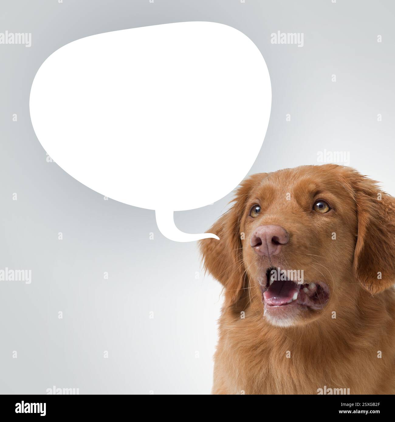 Cute dog talking and blank speech bubble, pets talking concept, Toller ...