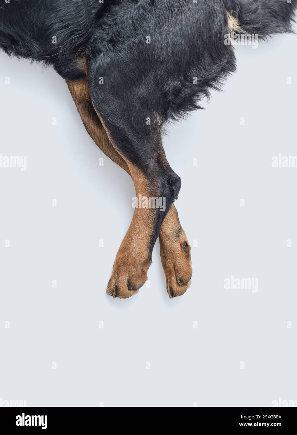 Rottweiler legs and paws close up, isolated on white background Stock ...