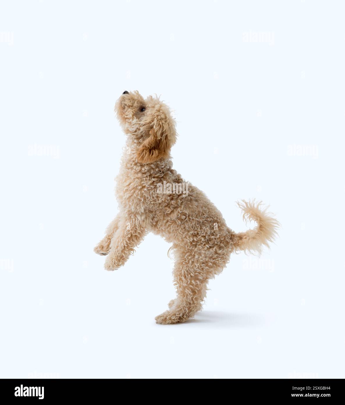 Happy playful Poodle standing on its hind legs and looking up, isolated ...