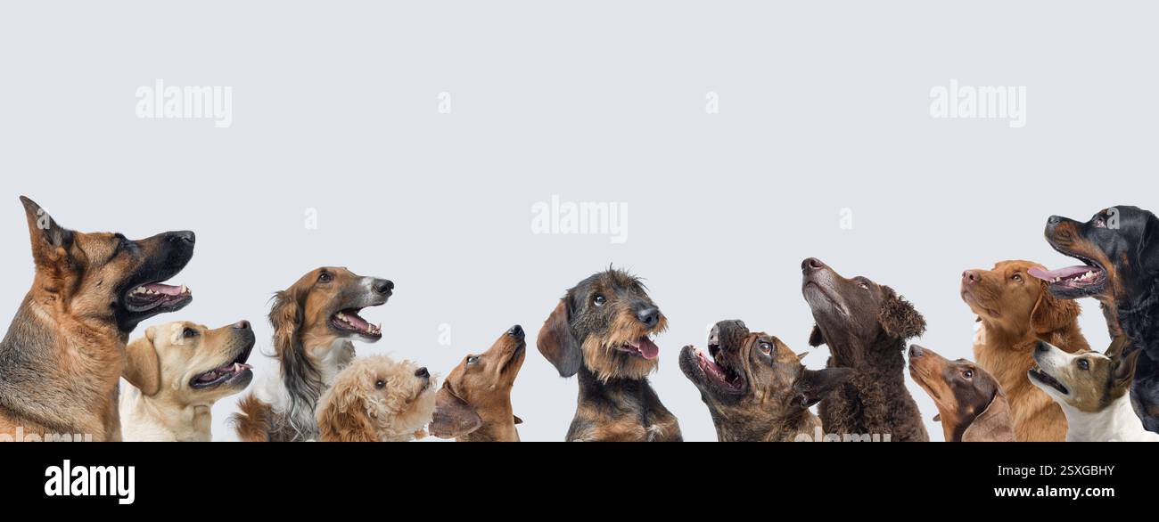 Group of happy different dogs looking up and copy space, white ...
