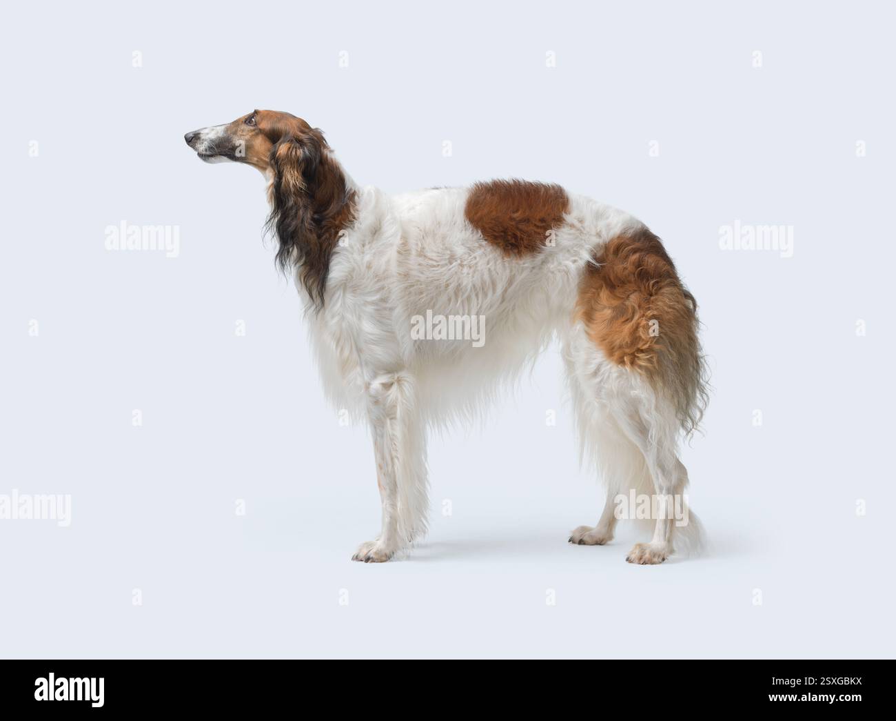 Portrait of a beautiful Russian Borzoi, side view, isolated on white ...