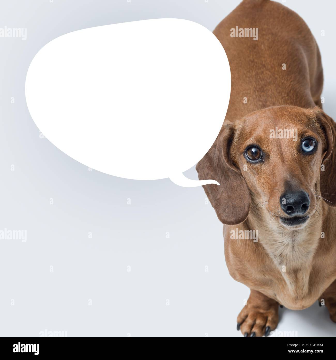 Cute dog talking and blank speech balloon, pets speaking concept ...