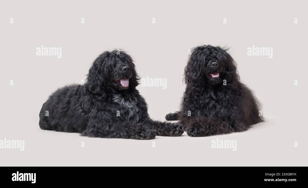 Cute Portuguese Water Dogs lying down and posing together, isolated on ...