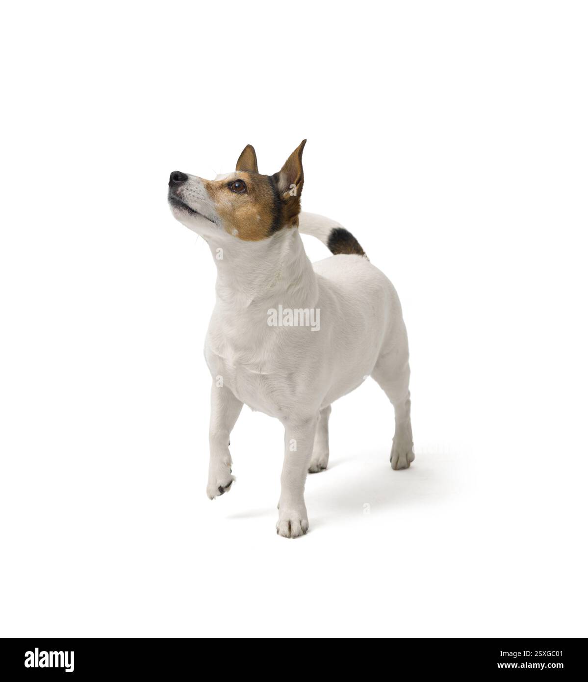 Cute small dog Jack Russell terrier on white background Stock Photo - Alamy