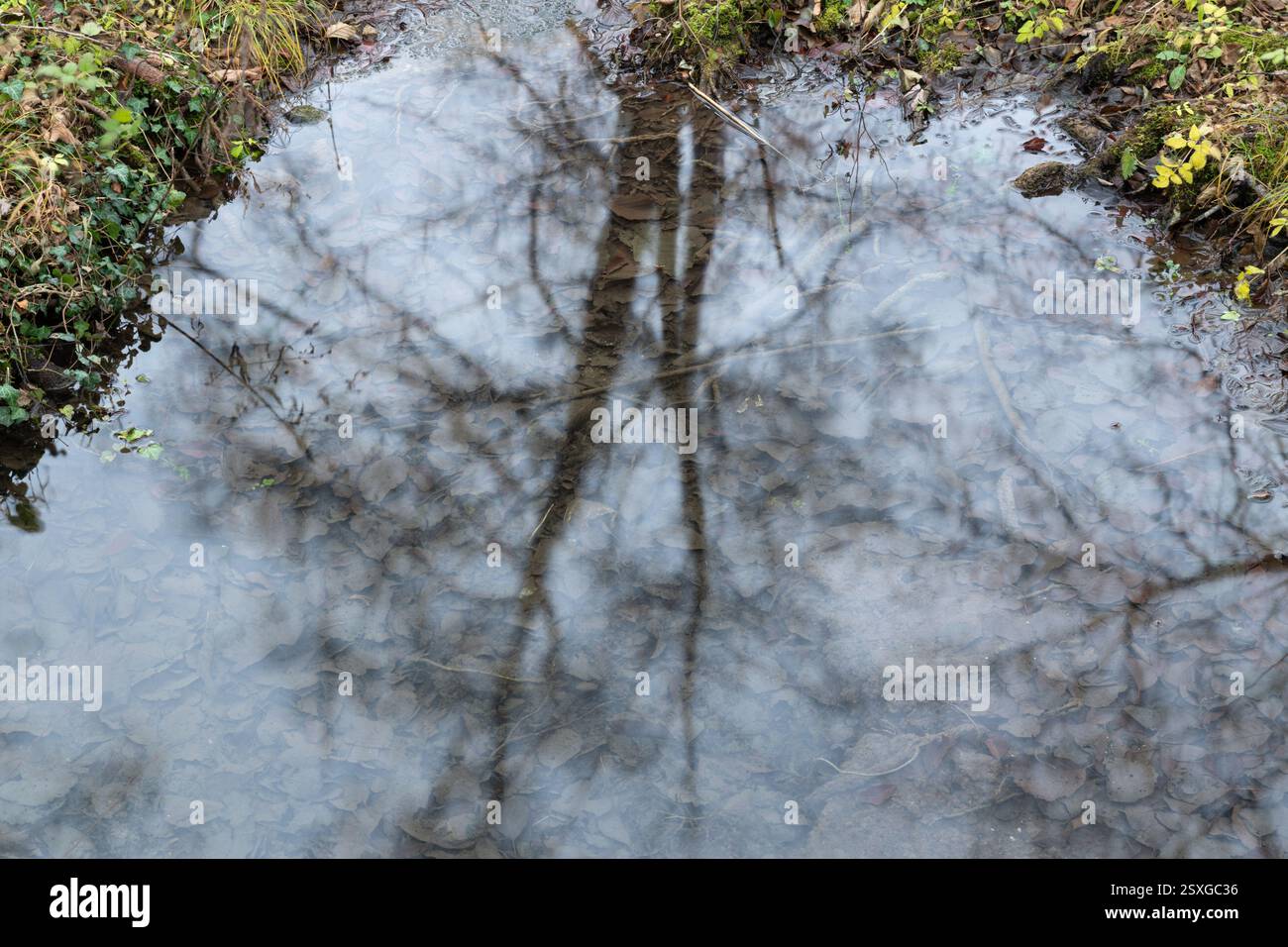 Small shallow puddle with tree reflection on water surface and leaves on bottom Stock Photo - Alamy