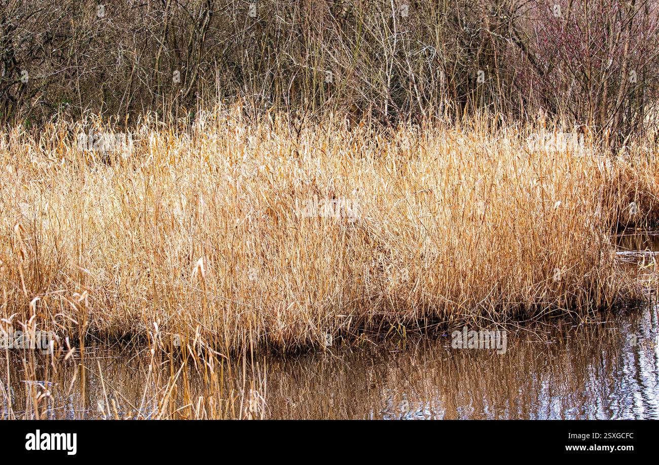 Dundee, Tayside, Scotland, UK. 24th Feb, 2025. UK Weather: Bright and ...