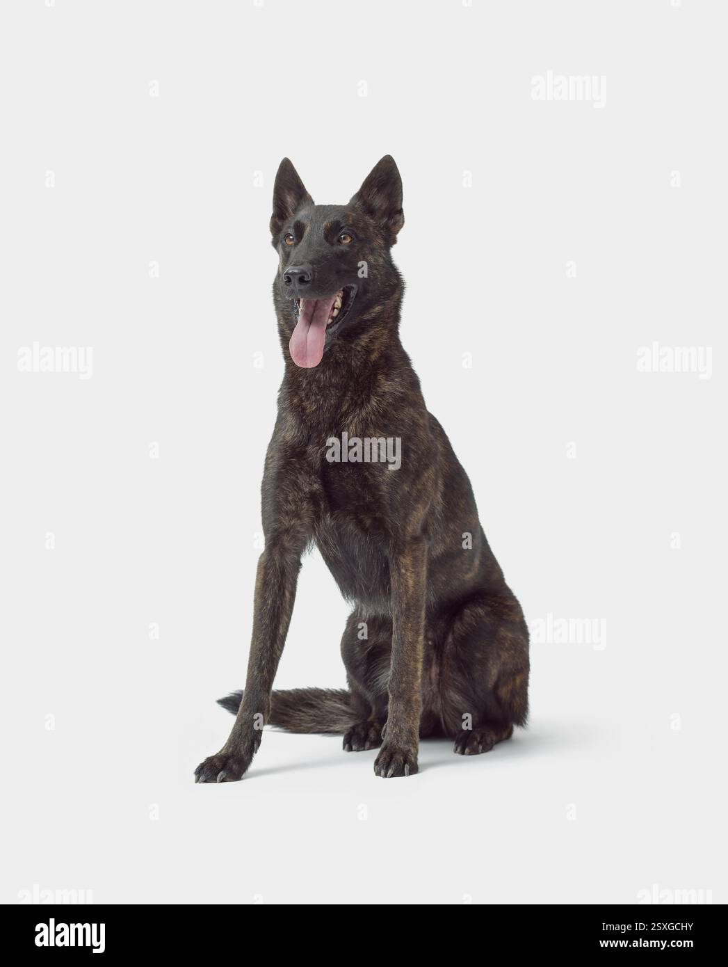 Happy groomed Dutch Sheperd sitting and posing on white background, dog ...
