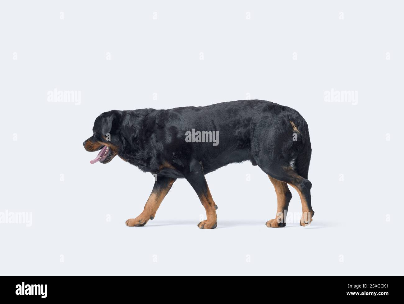 Beautiful dog walking, side view, Rottweiler dog breed Stock Photo - Alamy