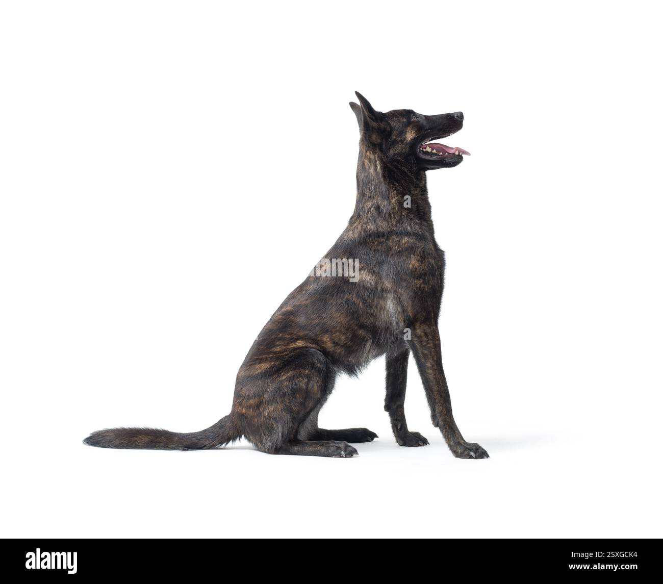 Happy groomed Dutch Sheperd sitting and posing on white background, dog ...